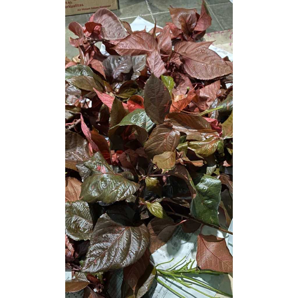 Jual DAUN AKALIPA/DAUN ECOPRINT/TANAMAN ECOPRINT/DAUN UNTUK ECOPRINT ...