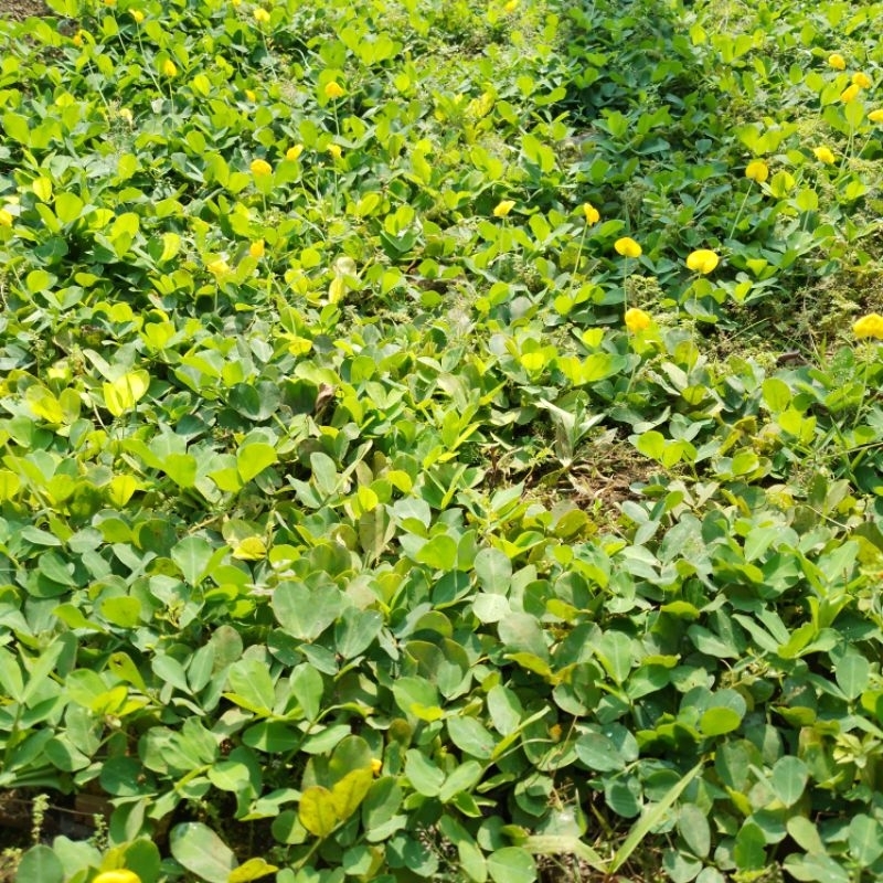 Jual Tanaman penutup tanah Legume Cover Crop arachis pintoi kacang ...