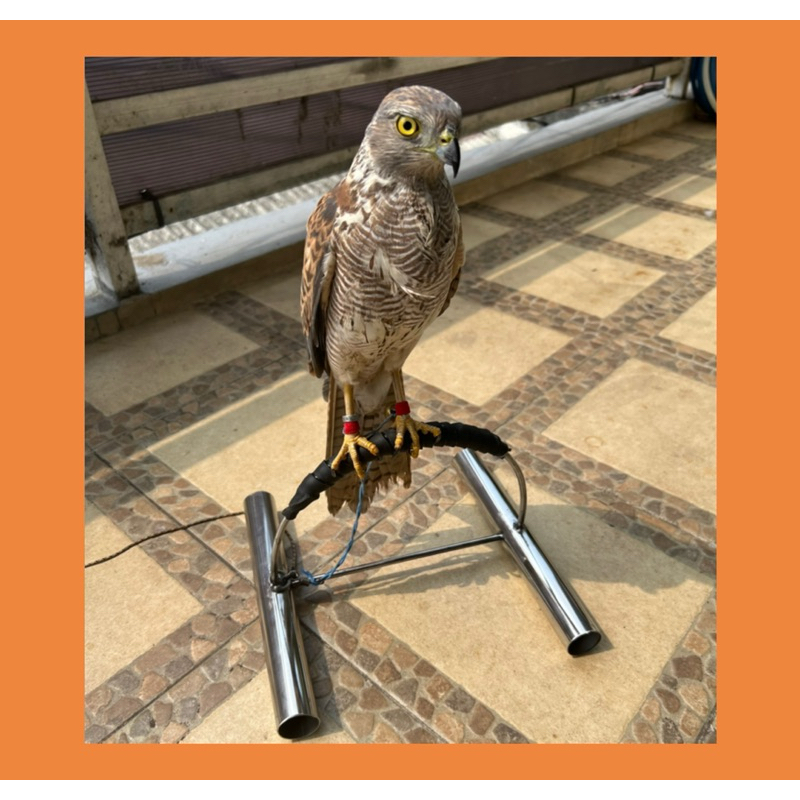 Jual Tangkringan Perch BOP STAINLESS Alap Alap Brown Gosh hawk CG ...