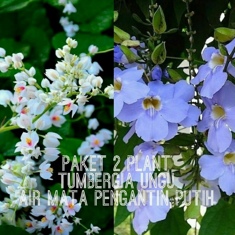 Jual Tanaman hias rambat tunbergia glandiflora paket 2 plant ...