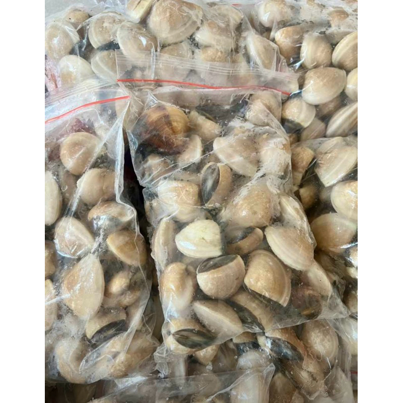 Jual Kerang Kepah Cangkang 500 Gram | Shopee Indonesia