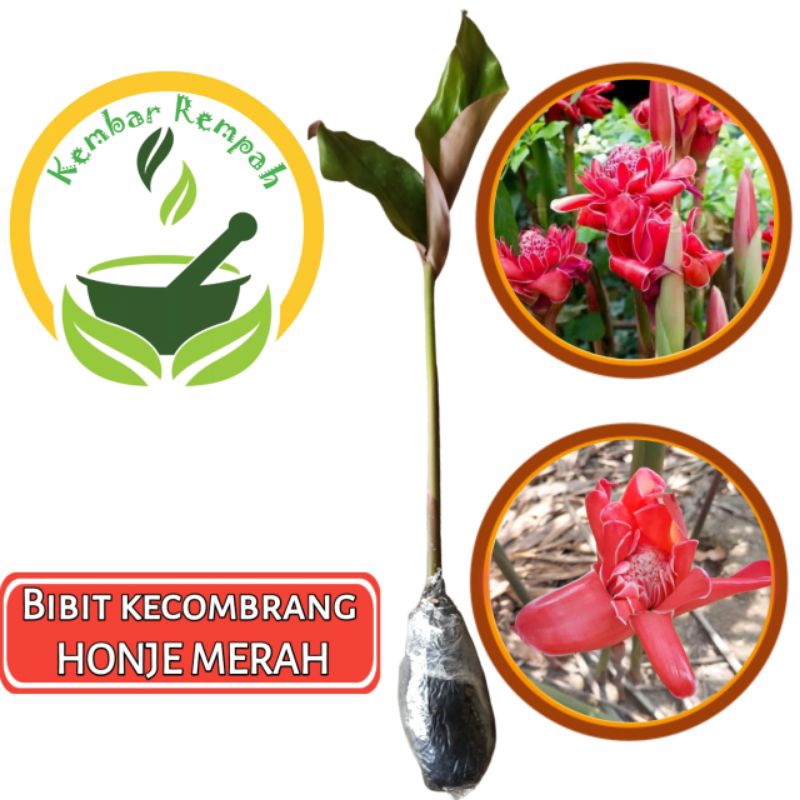 Jual Bibit Tanaman Kecombrang Merah Pohon Honje Merah Original | Shopee ...