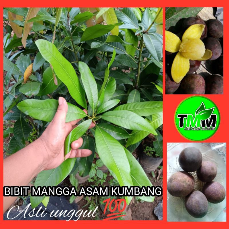 Jual BIBIT BUAH MANGGA ASAM KUMBANG//BOH KUMBANG//MANGGA SERIUT KHAS ...