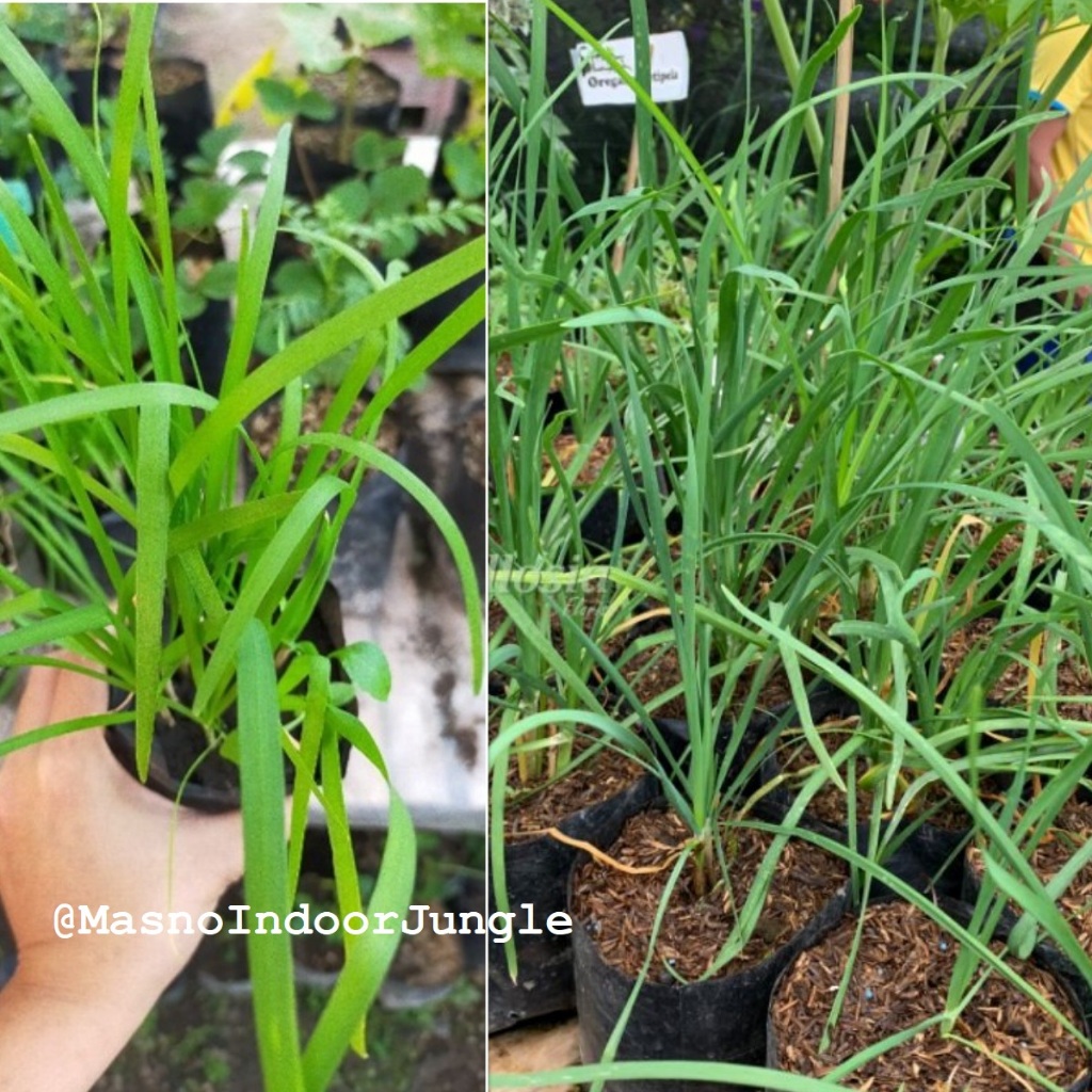 Jual Tanaman Herbal Daun Kucai - Tanaman Rempah Bawang Kucai ( Garlic ...