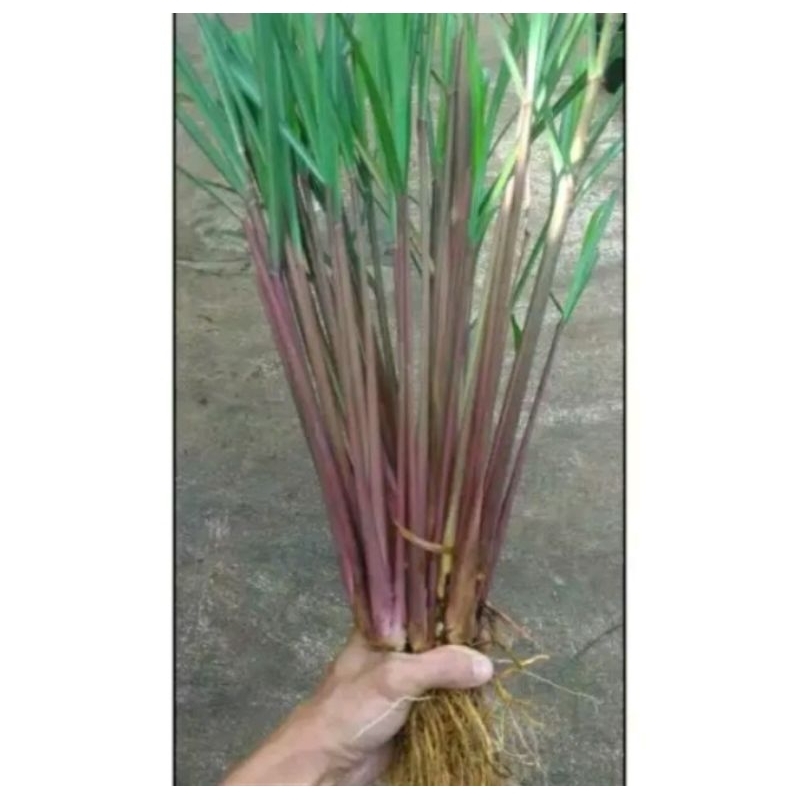 Jual pohon sereh merah herbal bermanfaat | Shopee Indonesia