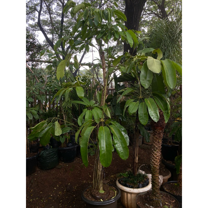 Jual Tanaman hias indoor outdoor walisongo / walisongo daun besar ...