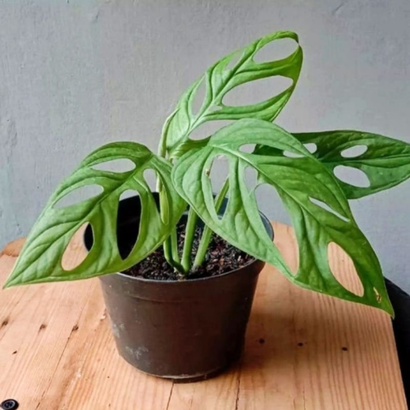 Jual Bunga MONSTERA ADANSONI Variegata Janda Bolong (Jabol) Lokal Daun ...