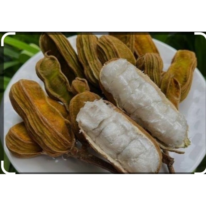Jual Tanaman Buah Salju Buah Salju Siap Tanam Shopee Indonesia