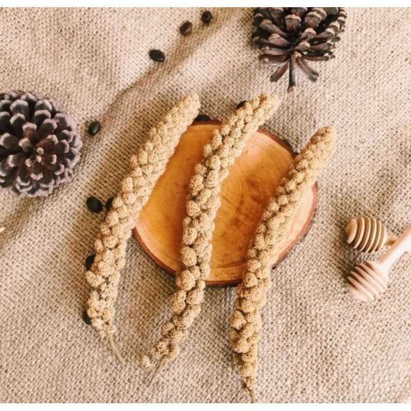 Jual JEWAWUT TANGKAI - Yellow Foxtail Millet Spray Millet Tangkai ...