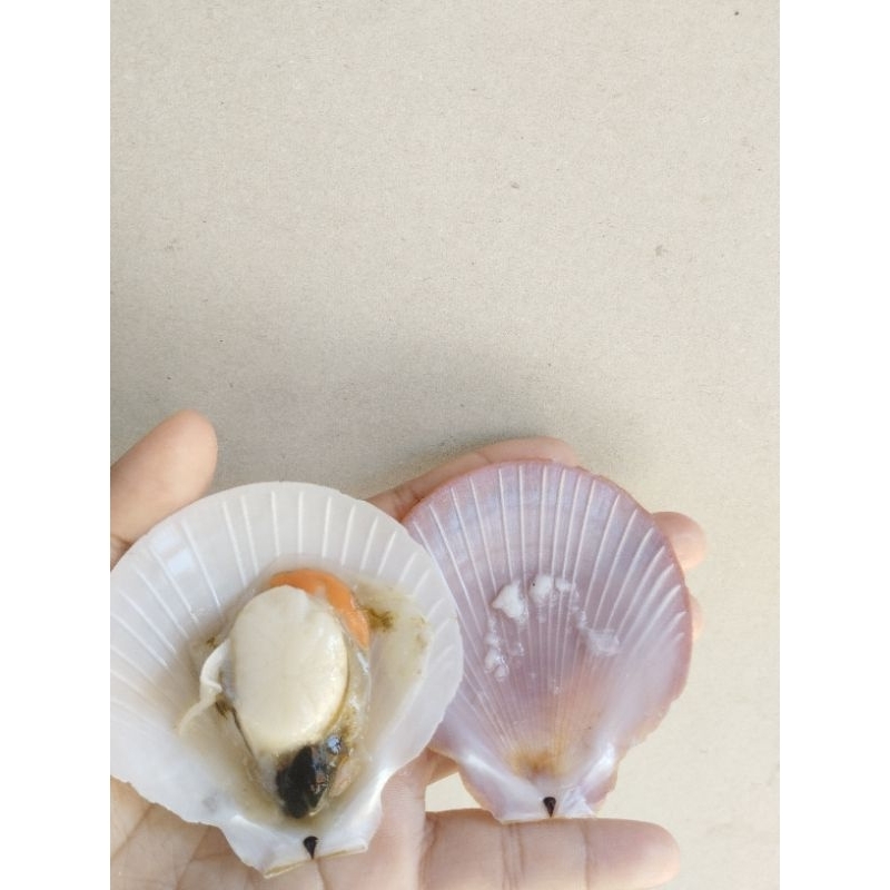 Jual Kerang simping merah putih/ scallop 1kg ukuran 6cm down | Shopee ...