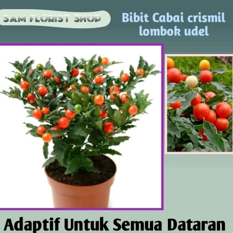 Jual Tanaman Cabai Crismil / Krismil / Lombok Udel (Sudah berbunga dan ...