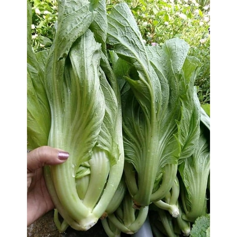 Jual Benih biji sawi pahit sayuran daun sehat sayur unggul bernutrisi ...