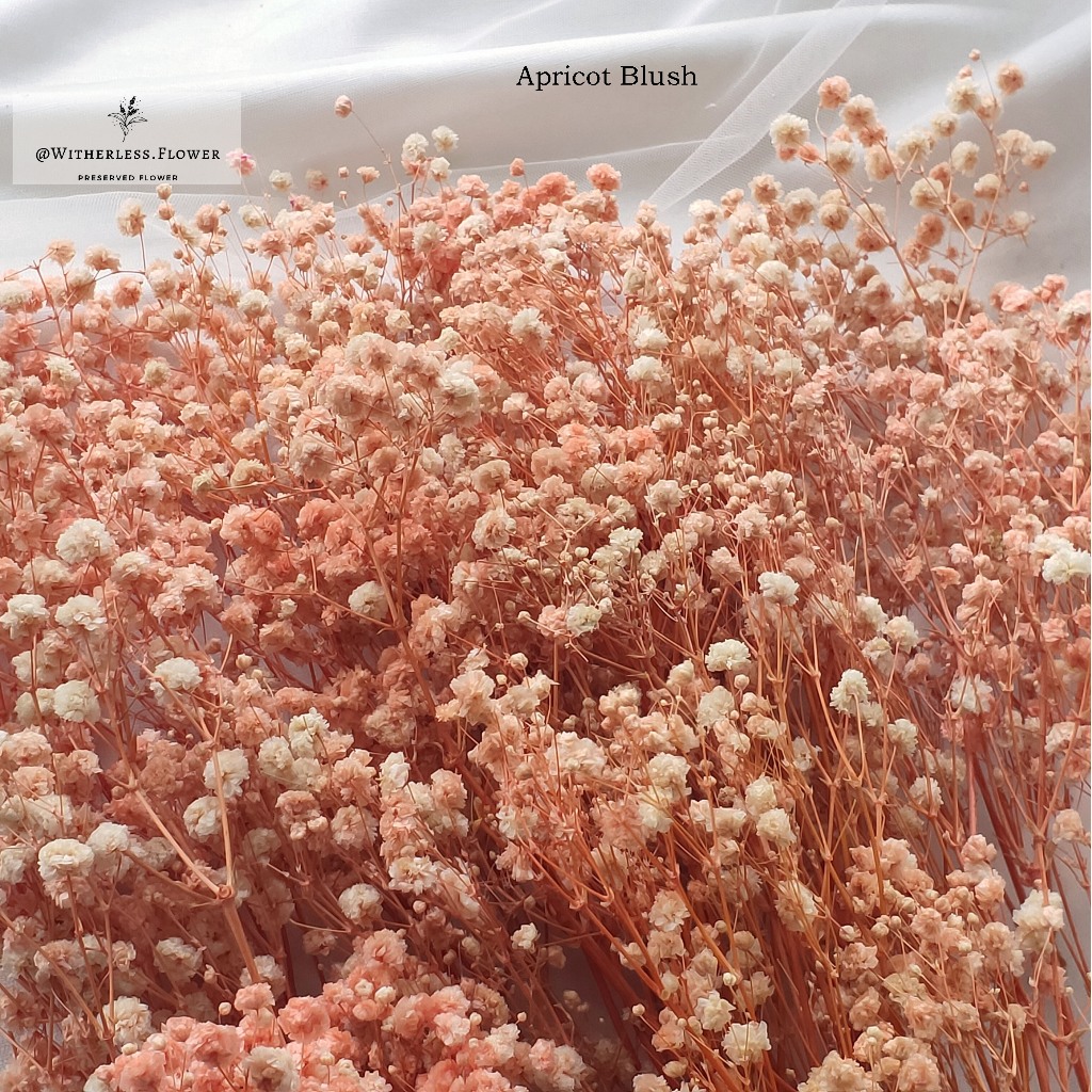 Jual 25 gr Preserved Baby Breath / Dried Flower Awetan / Bunga Kering ...