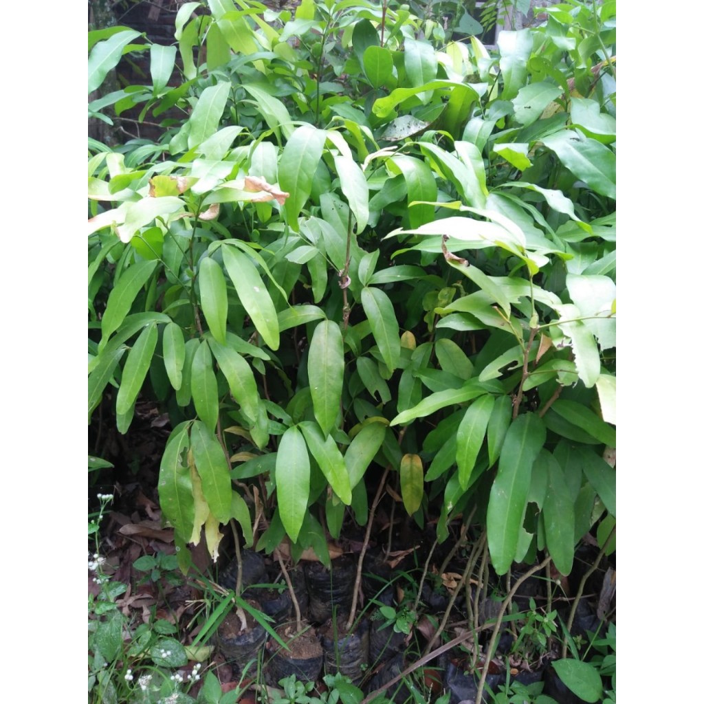 Jual Bibit Pohon Kayu Katilayu / Klayu - Pohon Penghasil Getah | Shopee ...