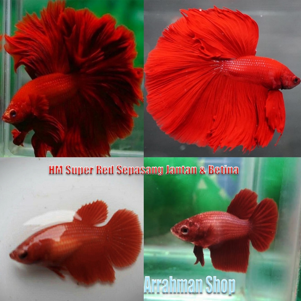 Jual ikan cupang sepasang super red sepasang hm super red sepasang siap ...