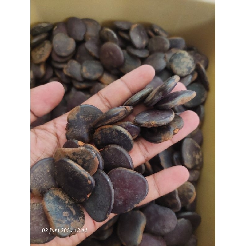 Jual 1 kg benih kayu merbau | Shopee Indonesia