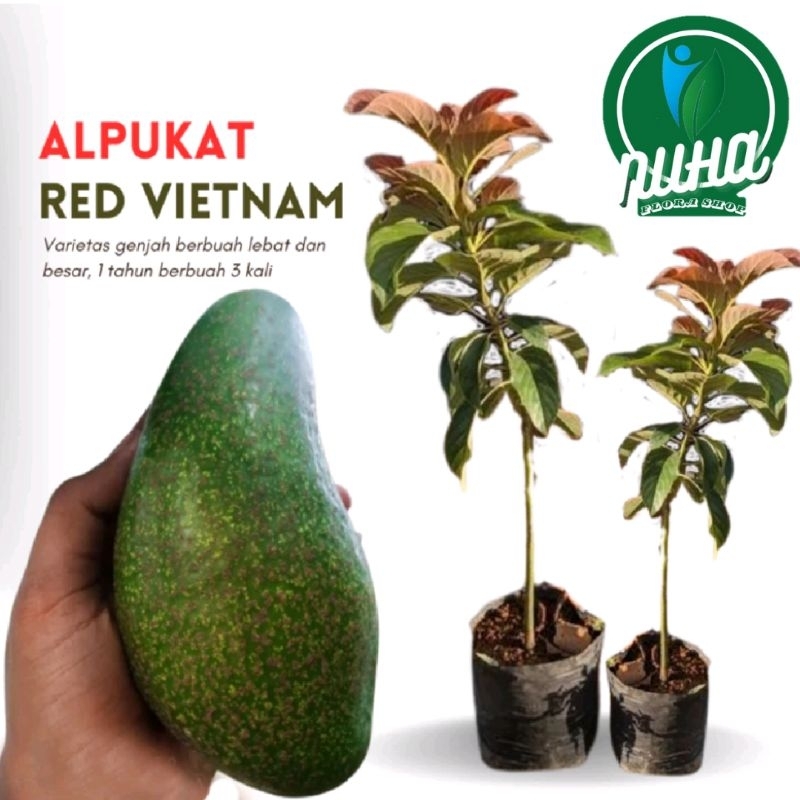 Jual Bibit Alpukat red vietnam RED VIETNAM valid hasil okulasi super ...