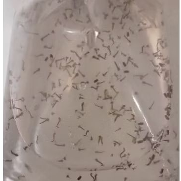 Jual jentik nyamuk/ncu/encuk/encu hidup makanan ikan | Shopee Indonesia