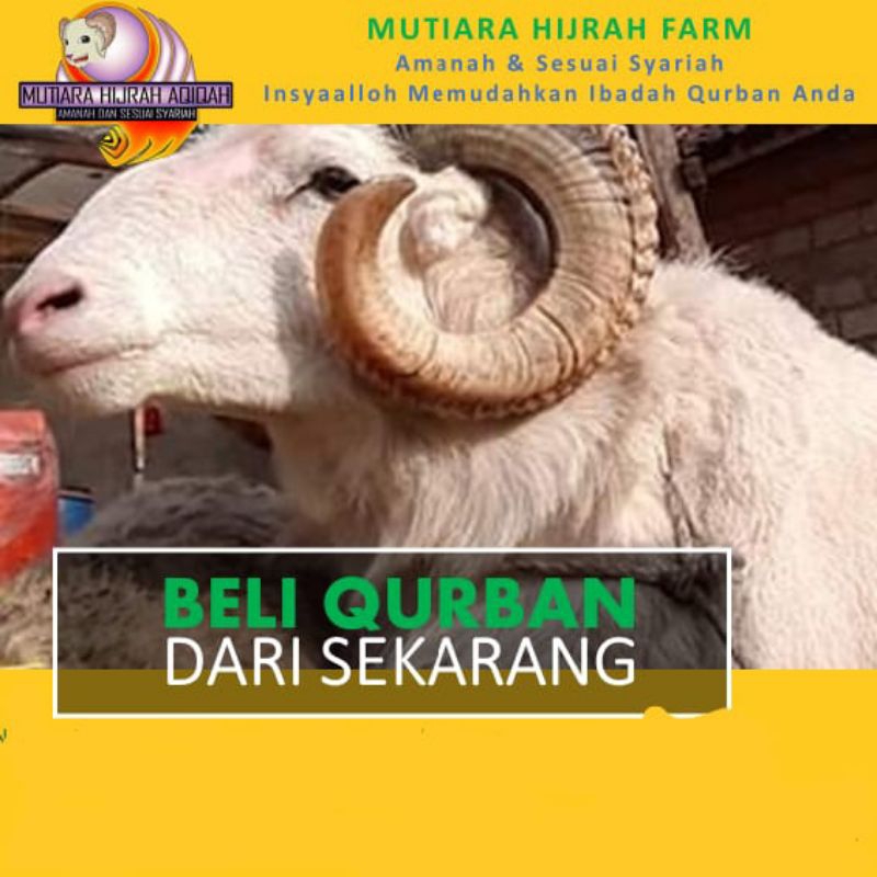 Jual Kambing Qurban Jabodetabek 2024 | Shopee Indonesia