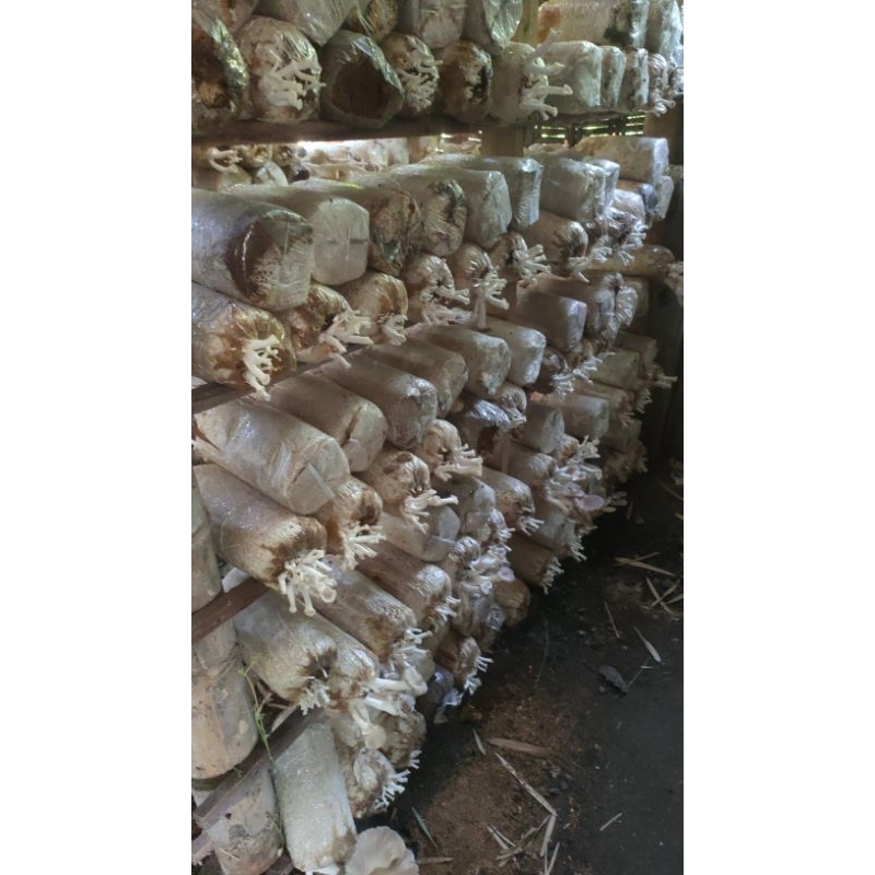 Jual log jamur tiram putih dan coklat | Shopee Indonesia