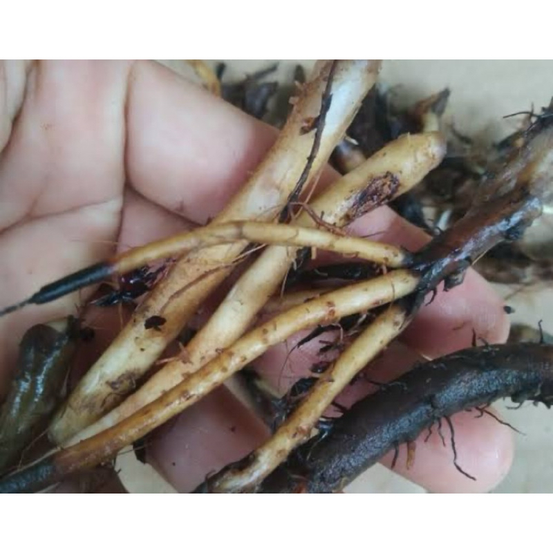 Jual Akar pisang raja / khusus akar pisang raja segar 500 gram | Shopee ...