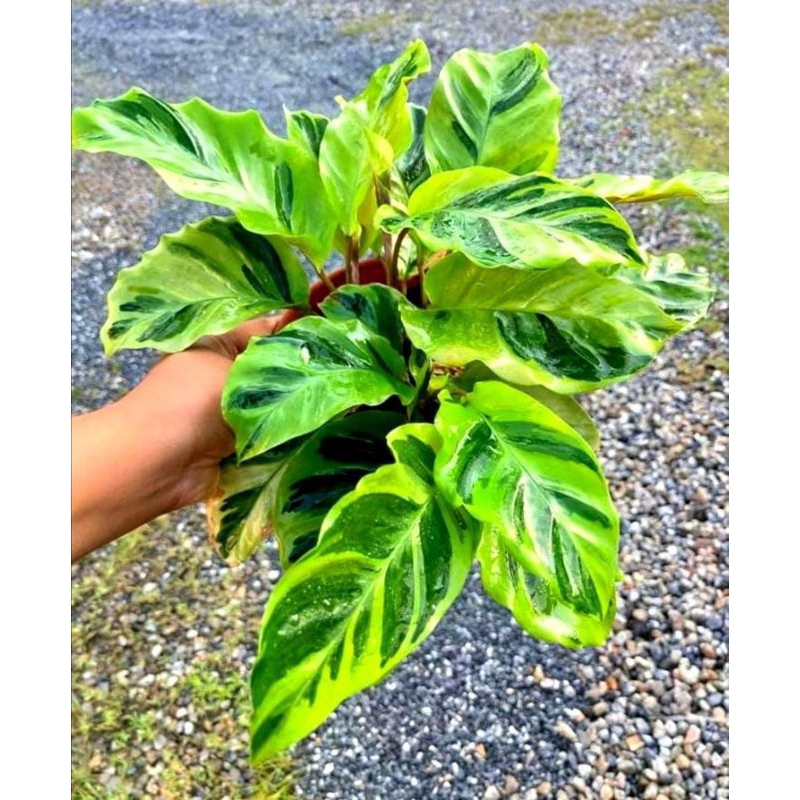 Jual tanaman hias pot calathea tissue /calathea kuning/meranti kuning ...