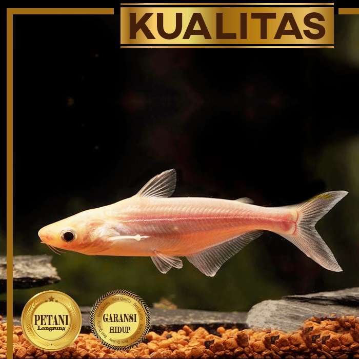 Jual Patin Albino (isi 2) Ikan Hias Aquascape Hiasan Kolam / Aquarium ...