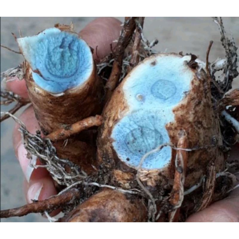 Jual Temu Ireng/temu hitam fresh berat 1 kg | Shopee Indonesia