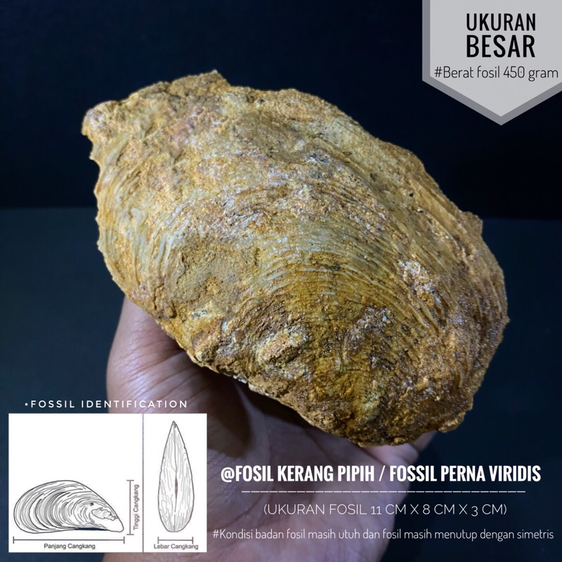 Jual Fosil Kerang Pipih Purba A27 atau Fossil Perna Viridis atau Fosil ...
