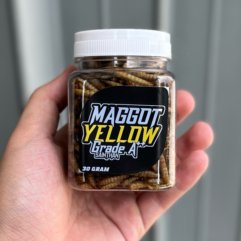 Jual Maggot Yellow, Blue, Red SaintHan Grade A++ (Kemasan Baru) untuk ...