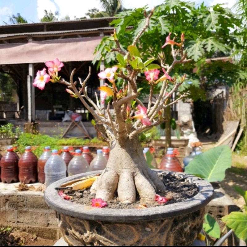 Jual Adenium Hybrid | Paket Untuk Taman 7 Pohon | Sudah Tampil Untuk ...