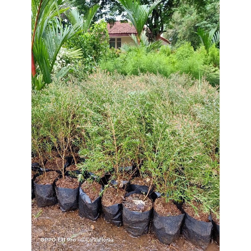 Jual Tanaman Kayu putih Eucalyptus / Tanaman Herbal Kayu putih ...