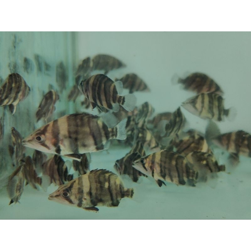 Jual Datz Sumatra +- 12 cm | Shopee Indonesia