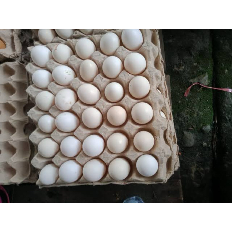 Jual Telur Ayam Kampung | Shopee Indonesia