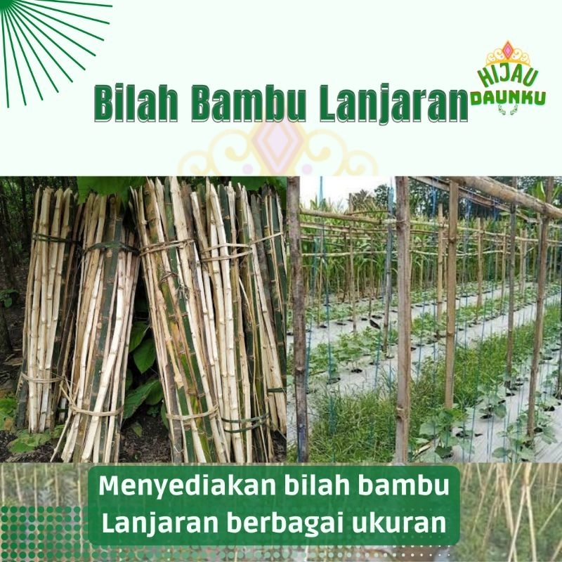 Jual Lanjaran Bambu Untuk Segala Tanaman Panjang 1m sampai 2Meter Lebar ...