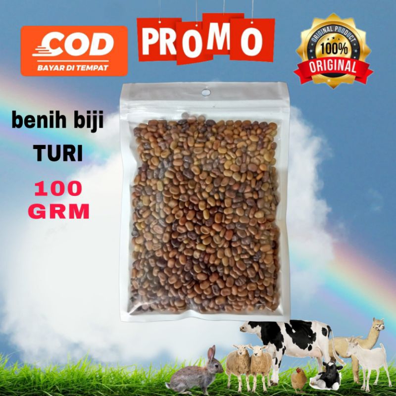 Jual benih biji Turi 100 gr bibit pohon Turi pakan ternak sapi kambing ...