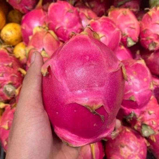 Jual BUAH NAGA PUTIH SUPER FRESH | DRAGON WHITE SUPER 1 KG | Shopee ...