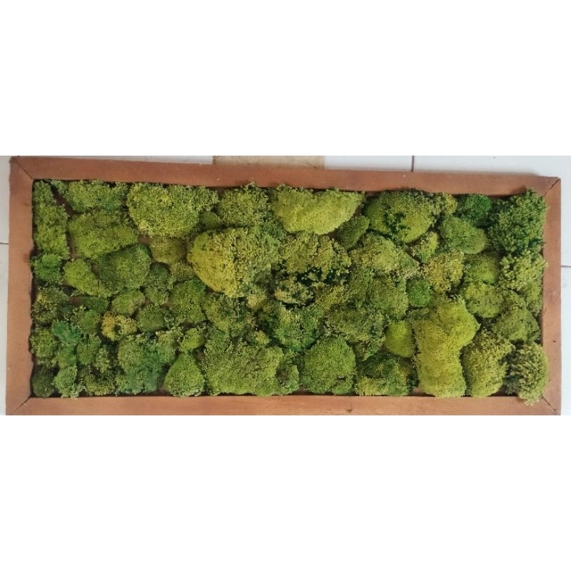 Jual 300 gram Preserved Moss/Moss awetan/rustic/bunga/bunga awetan/Moss ...