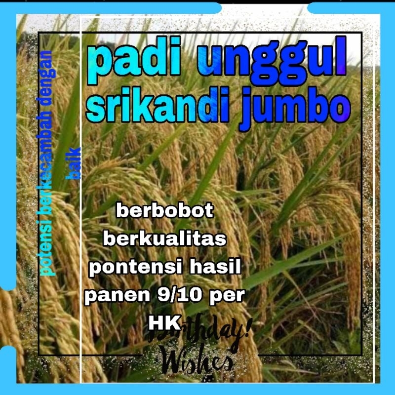 Jual BENIH PADI SUPER BERBOBOT SRIKANDI JUMBO KUALITAS 1KG | Shopee Indonesia