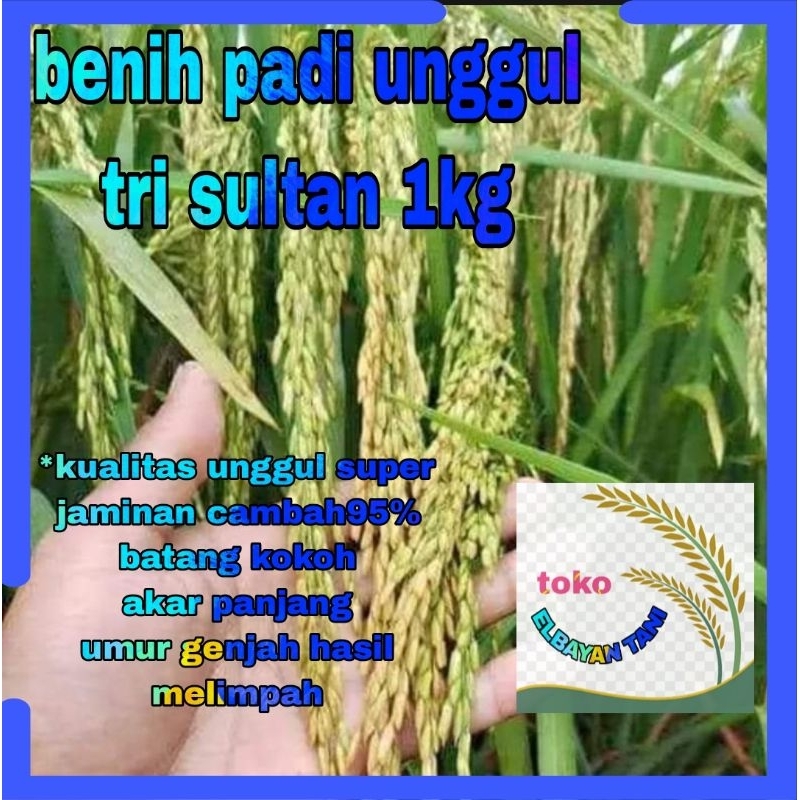 Jual BENIH PADI UNGGUL TRISULTAN ORIGINAL 1KG | Shopee Indonesia