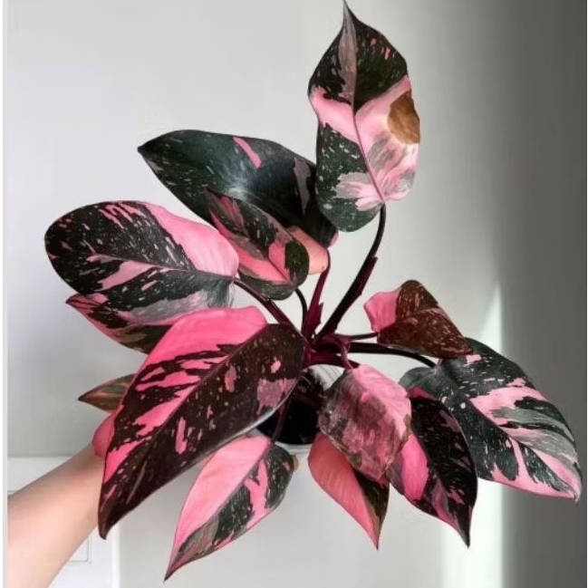 Jual phillo dendron pink princess/tanaman hias philo dendron pink ...