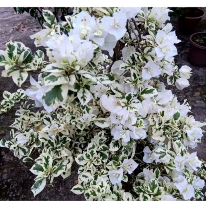 Jual Bunga Bougenville Variegata Putih - Tanaman Bougenville Putih ...