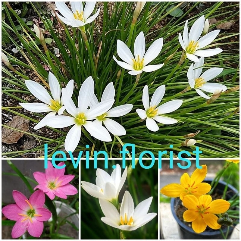 Jual Zephyranthes sp. / rain lily hujan pink putih kuning bunga bawang ...