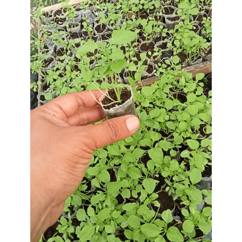 Jual Bibit Tanaman Bayam Hijau/Bayam Cabut Siap Tanam (Beli 10 Bonus 1 ...