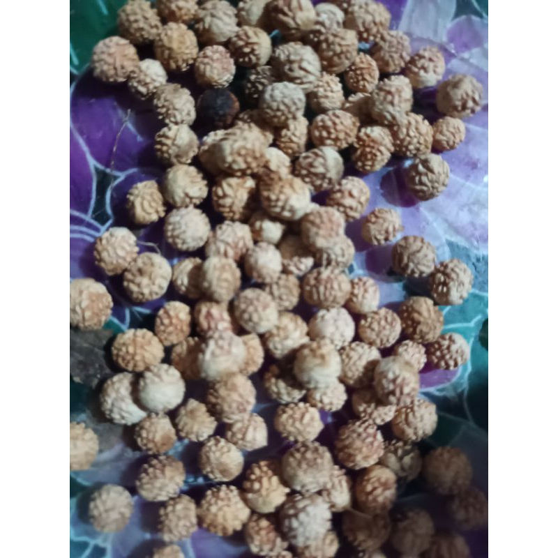 Jual Biji bibit bidara Arab (isi 10 biji) | Shopee Indonesia