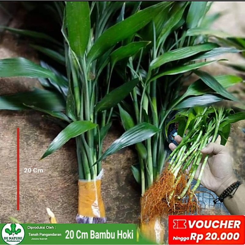 Jual Paket 25 Bambu Hoki Berakar Rimbun In dor Outdor / Bambu Hoki Kole ...