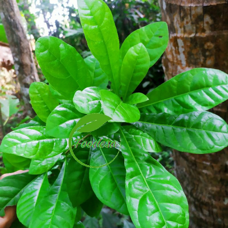 Jual 1 Kg Daun Maja Segar / Daun Berenuk Daun Buah Maja | Shopee Indonesia