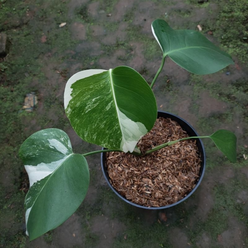 Jual Monstera Varigata White Tiger Real Photo | Shopee Indonesia
