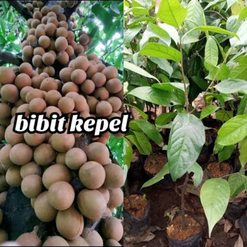 Jual Bibit Buah Kepel Atau Buah Kepal Langka | Bibit Kepel Buah Keraton Langka Hasil Cangkok ...