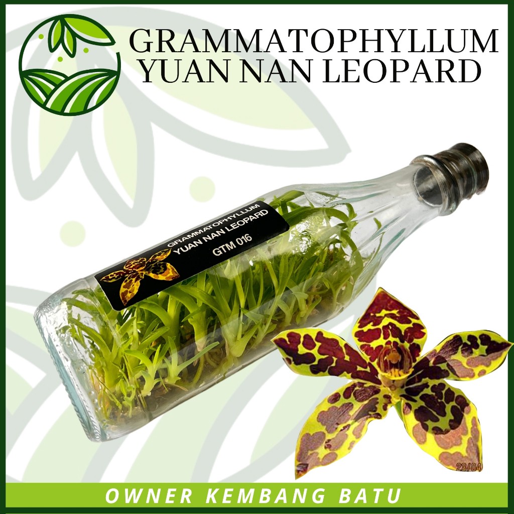 Jual Grammatophyllum YUAN NAN LEOPARD Botolan Langka Import Sundul ...
